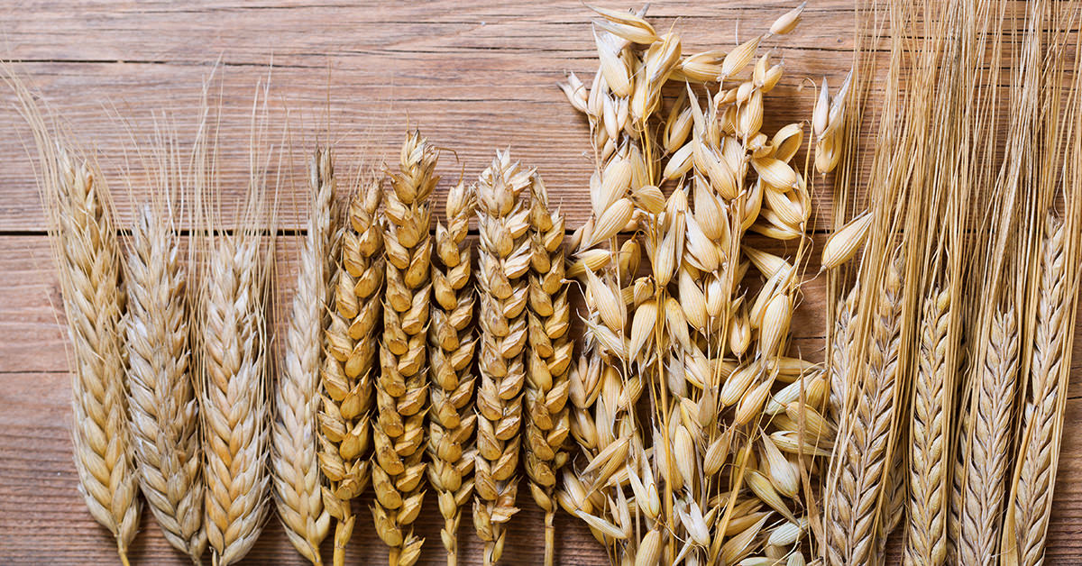El centeno es saludable debido a la interacción de los microbios
